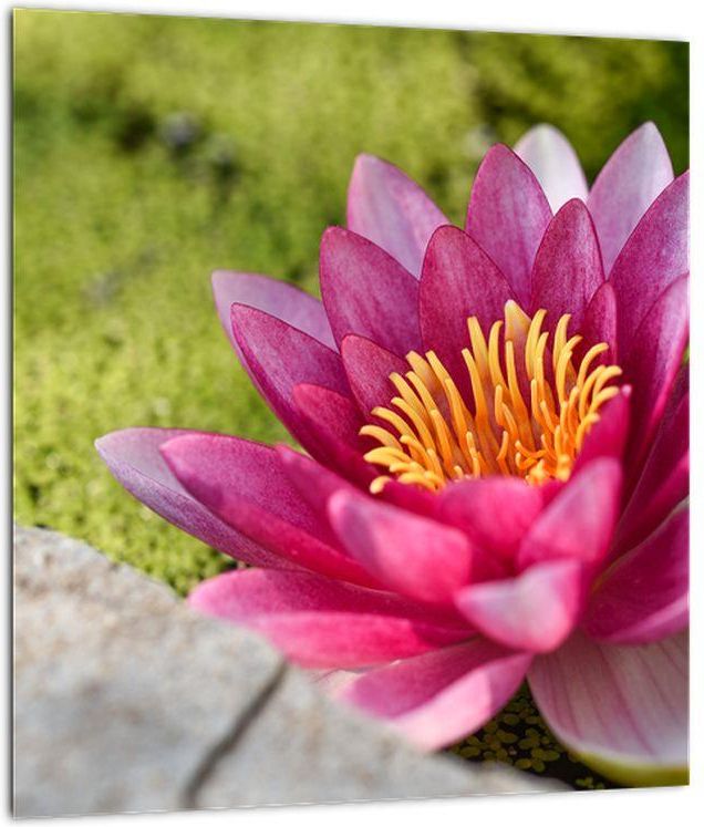 Domali Obraz na szkle Lilia wodna, jednoczęściowy 30x30 cm na szkle ...