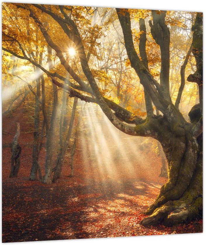 Domali Obraz Jesienny świt, jednoczęściowy 30x30 cm (164058) - Opinie i ...