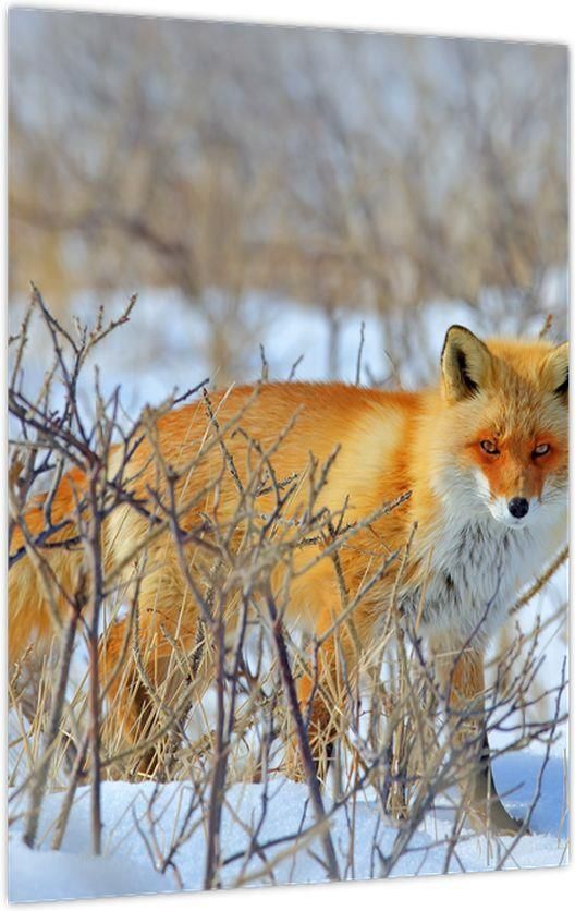 Domali Obraz Lis, jednoczęściowy 30x40 cm (164224) - Opinie i ...