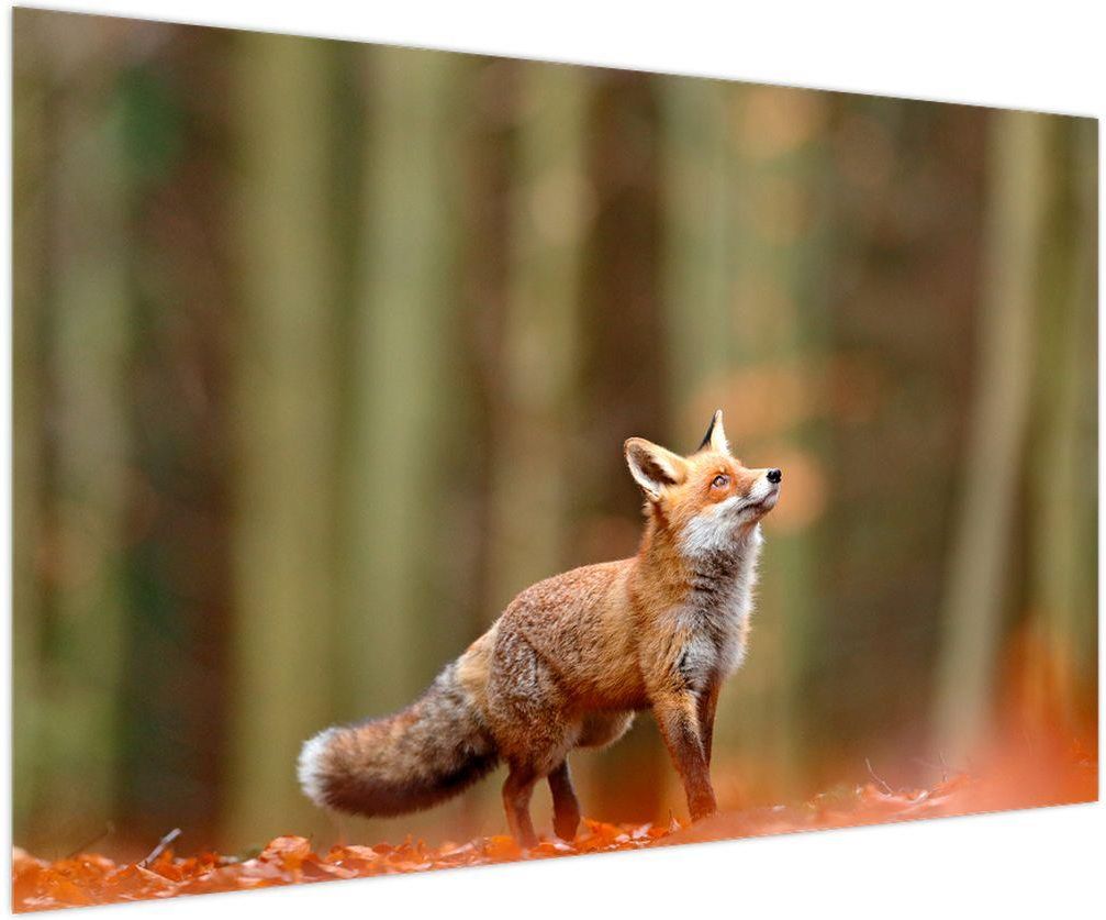 Domali Obraz Lis, jednoczęściowy 120x80 cm (165791) - Opinie i ...