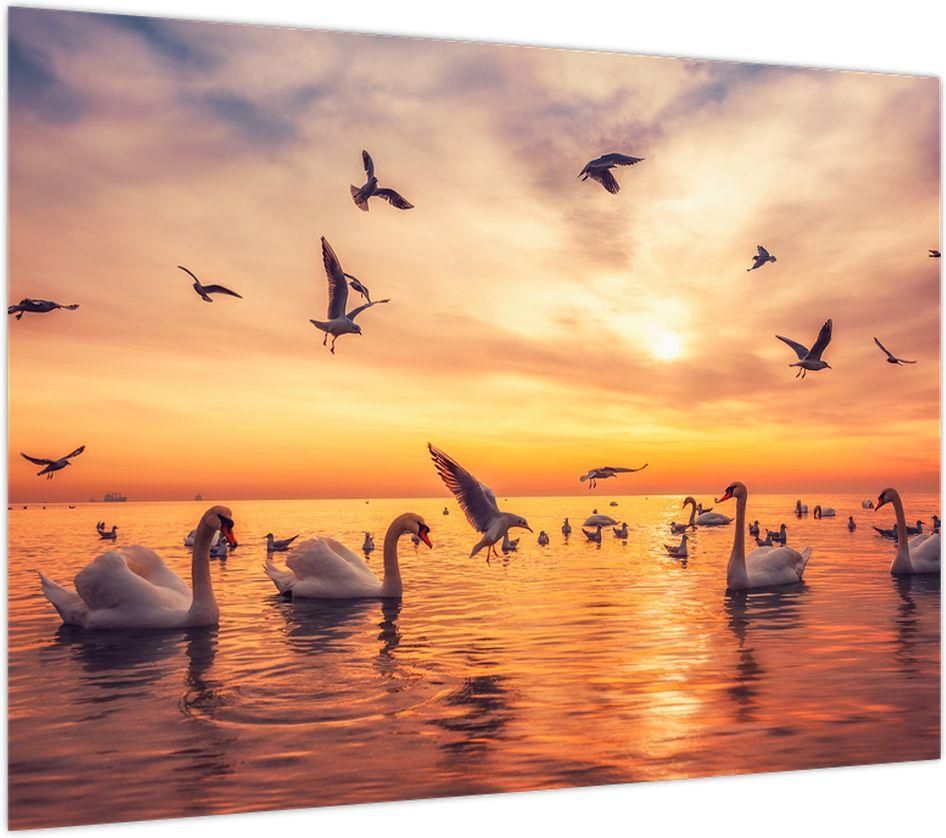 Domali Obraz Łabędzie, jednoczęściowy 70x50 cm (166209) - Opinie i ...