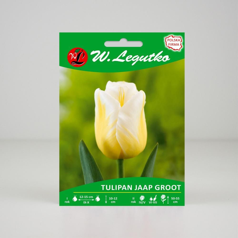 W. Legutko Tulipan Jaap Groot Kremowo Żółty 5szt. - Ceny i opinie ...