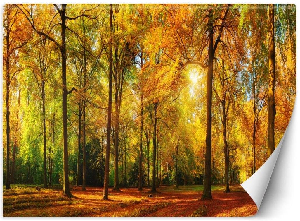 Feeby Jesienny Las 450X315 - Opinie i ceny na Ceneo.pl