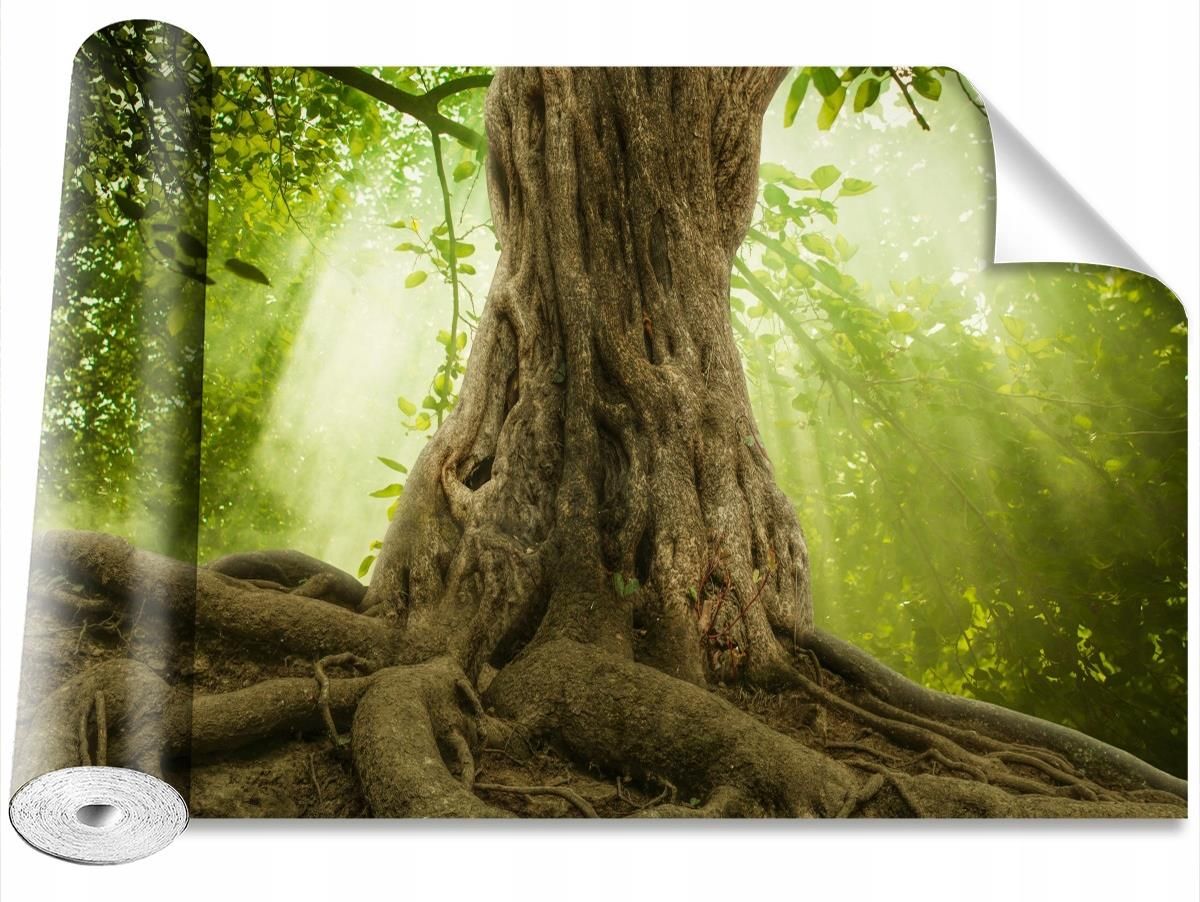 Coloray Tapeta Magicstick Duże Korzenie Drzewa 152X104 - Opinie i ceny ...