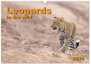 Leopards in the wild (Wall Calendar 2024 DIN A3 landscape), CALVENDO 12 ...