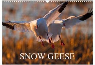SNOW GEESE (Wall Calendar 2024 DIN A3 landscape), CALVENDO 12 Month ...