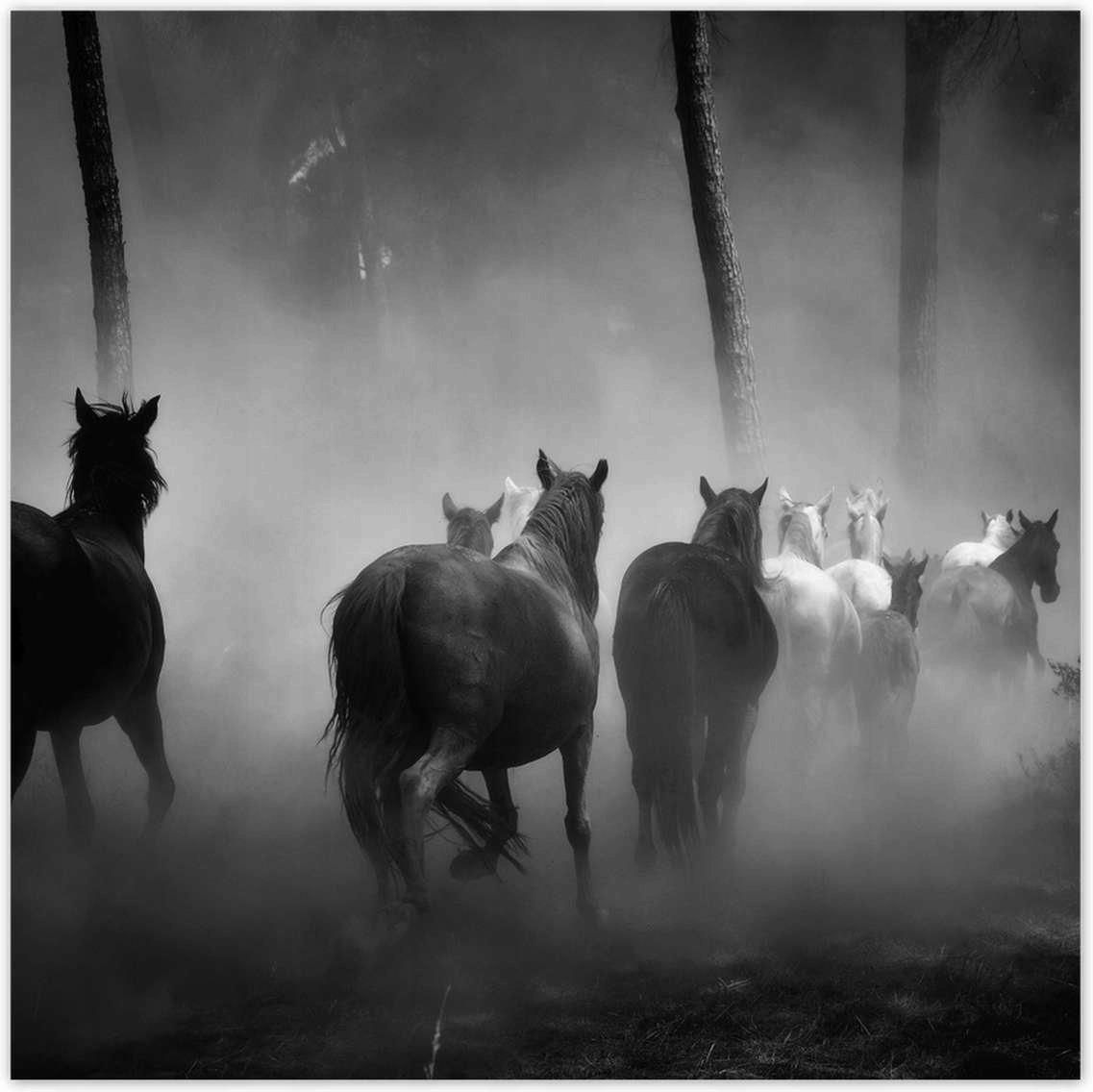 ZeSmakiem 312x312 Stado Dzikich Koni Konie - Opinie i ceny na Ceneo.pl