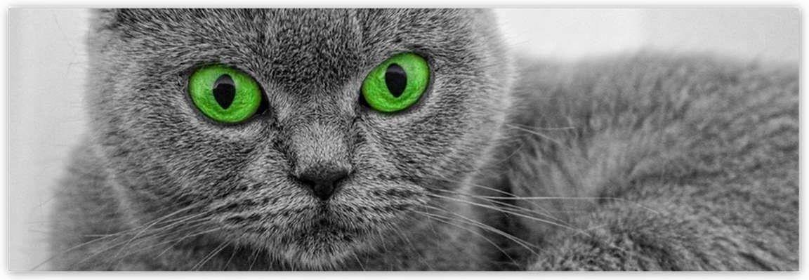 ZeSmakiem 312x104 Kot Z Zielonymi Oczami - Opinie i ceny na Ceneo.pl