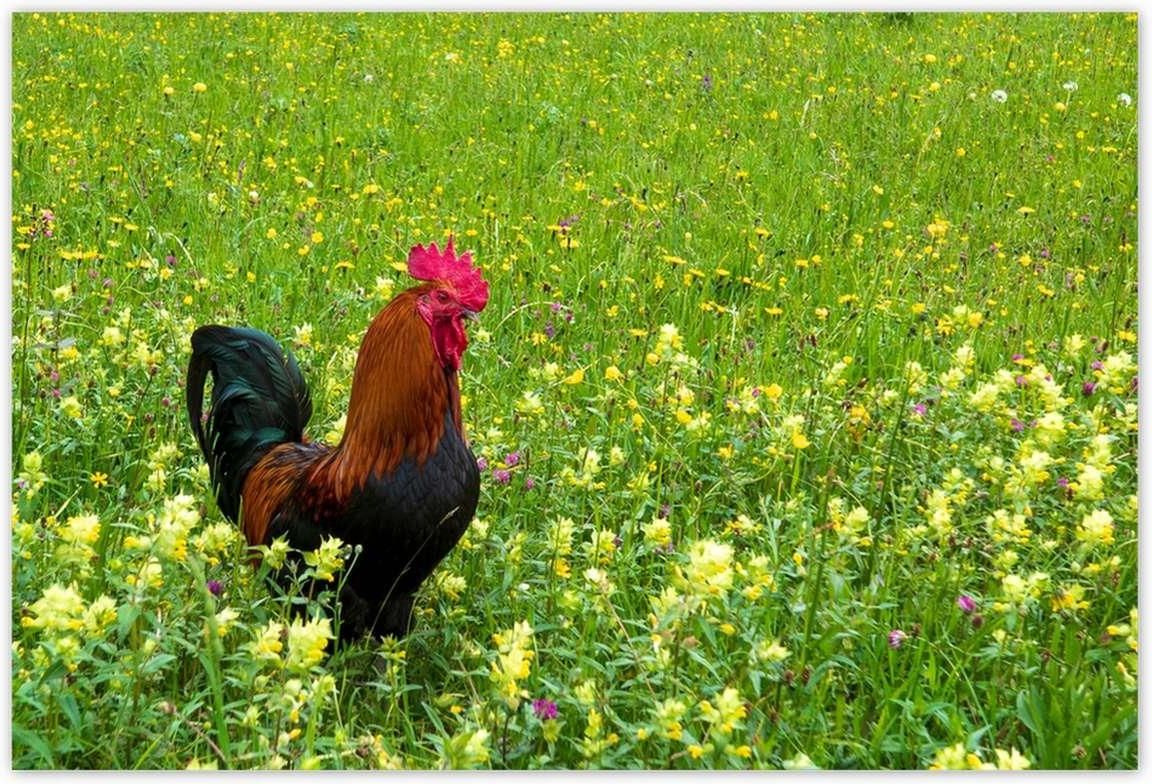 ZeSmakiem 104x70 Kogut Kogucik Na Łące - Opinie i ceny na Ceneo.pl