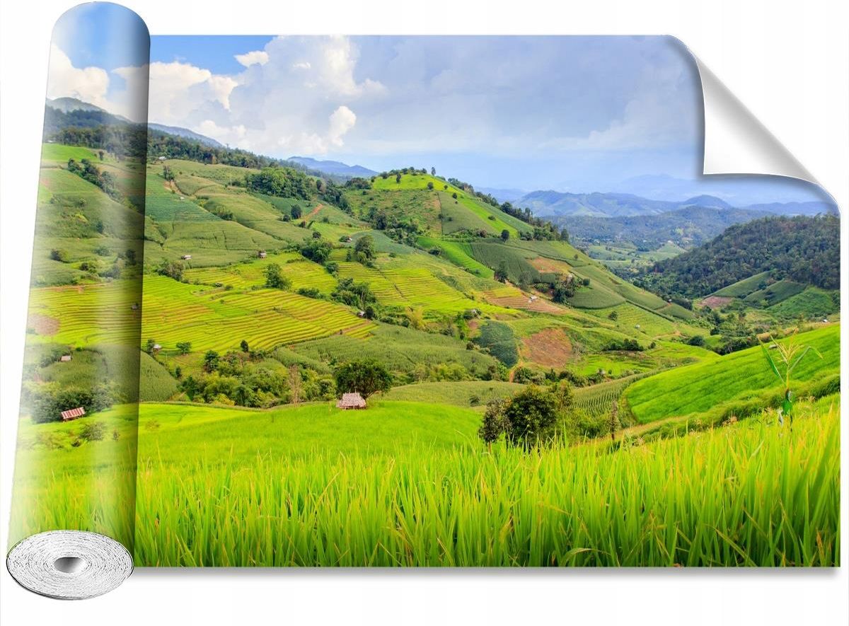 Coloray Pole Ryżowe 312x219 - Opinie i ceny na Ceneo.pl