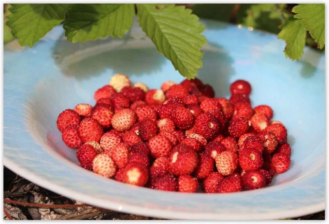 ZeSmakiem 104x70 Leśne Poziomki - Opinie i ceny na Ceneo.pl