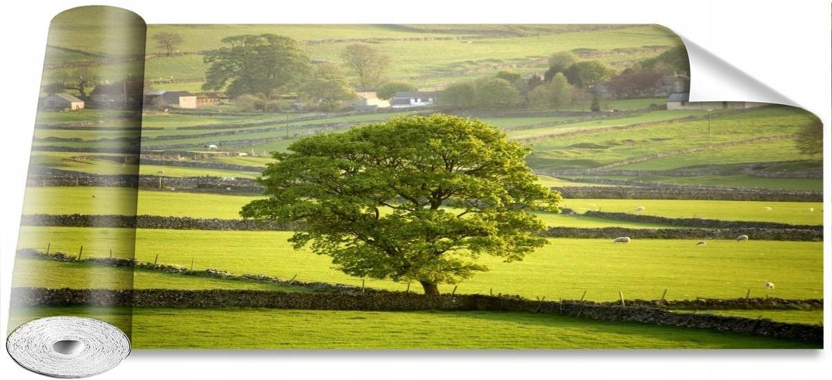 Coloray Anglia Derbyshire 250x104 - Opinie i ceny na Ceneo.pl