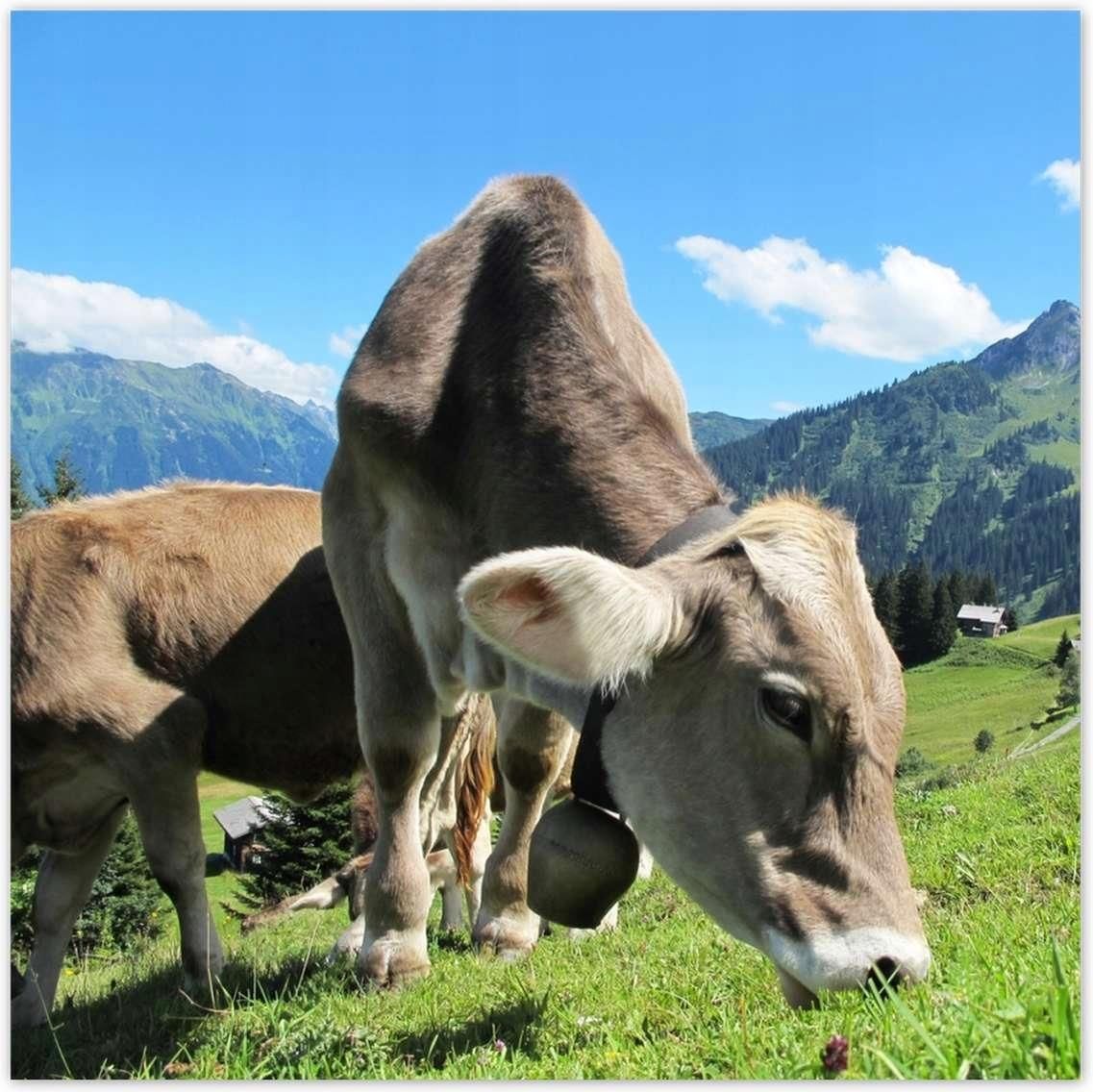 ZeSmakiem 312x312 Alpejskie Krowy - Opinie i ceny na Ceneo.pl