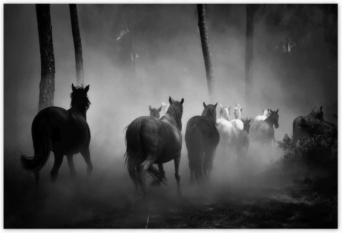ZeSmakiem 104x70 Stado Dzikich Koni Konie - Opinie i ceny na Ceneo.pl