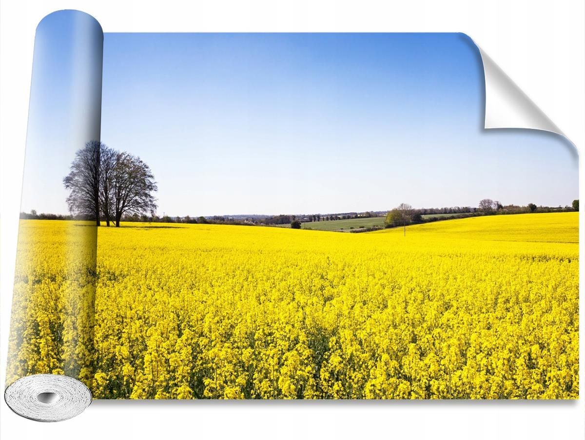 Coloray Pole Rzepaku 104x70 - Opinie i ceny na Ceneo.pl