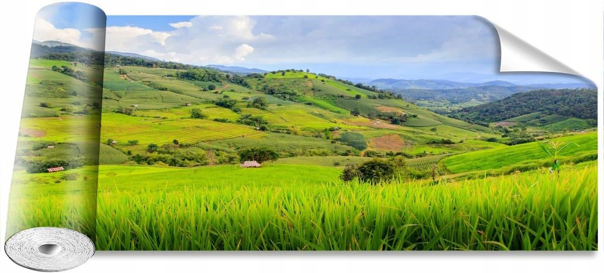 Coloray Pole Ryżowe 250x104 - Opinie i ceny na Ceneo.pl