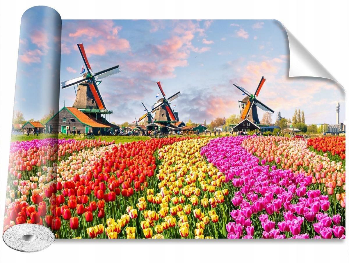 Coloray Magicstick Tulipany Wiatraki 208x146 - Opinie i ceny na Ceneo.pl