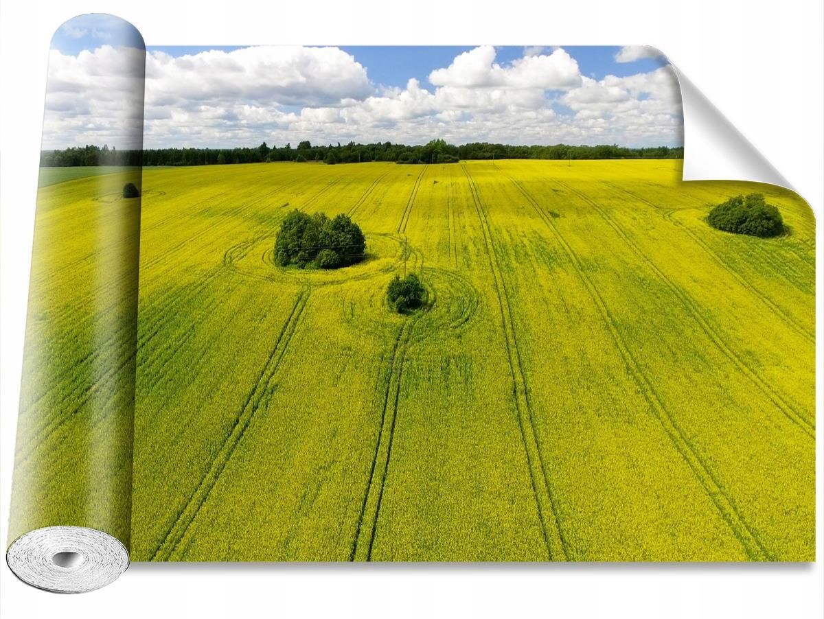 Coloray Pole Rzepaku 104x70 - Opinie i ceny na Ceneo.pl