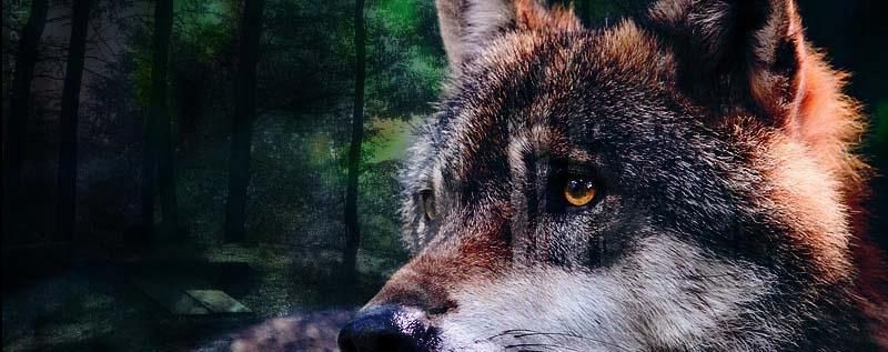 Karma Woolf Soft Cubes Goat Monoprotein 100g - Ceny i opinie - Ceneo.pl