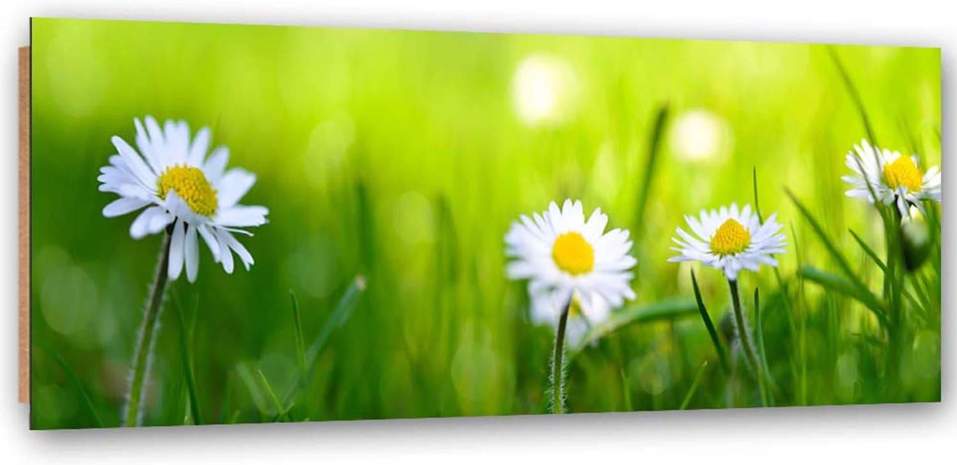 Feeby Obraz Deco Panel Stokrotki W Trawie 1 Częściowy 90x30 1587242 ...
