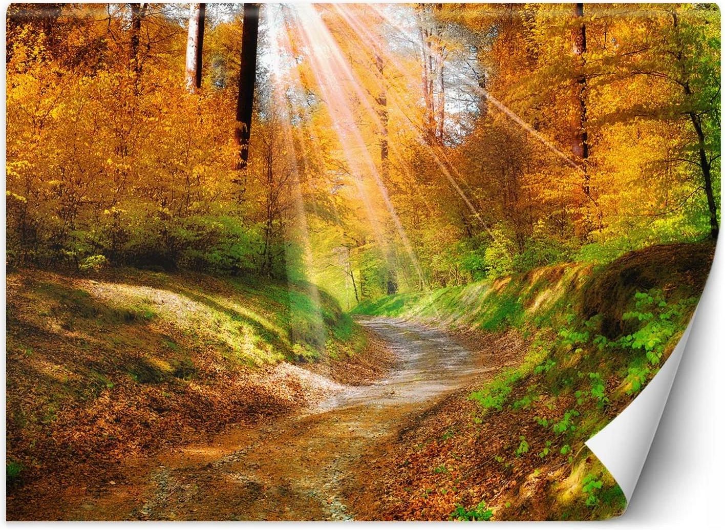 Feeby Ścieżka W Lesie 200x140 - Opinie i ceny na Ceneo.pl