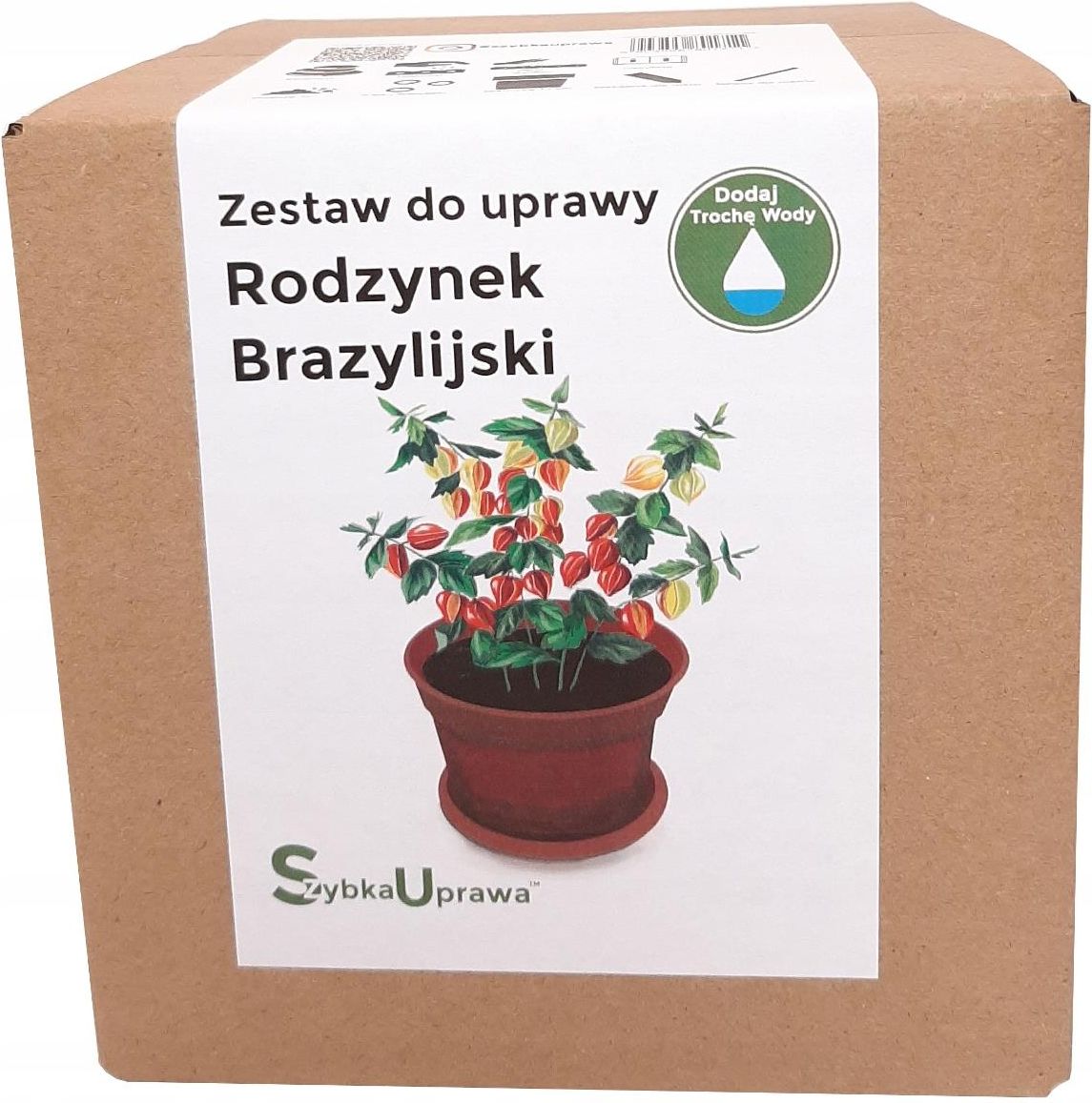 Reklamowy Gadżet Rodzynek Brazylijski g2 - Ceny i opinie - Ceneo.pl