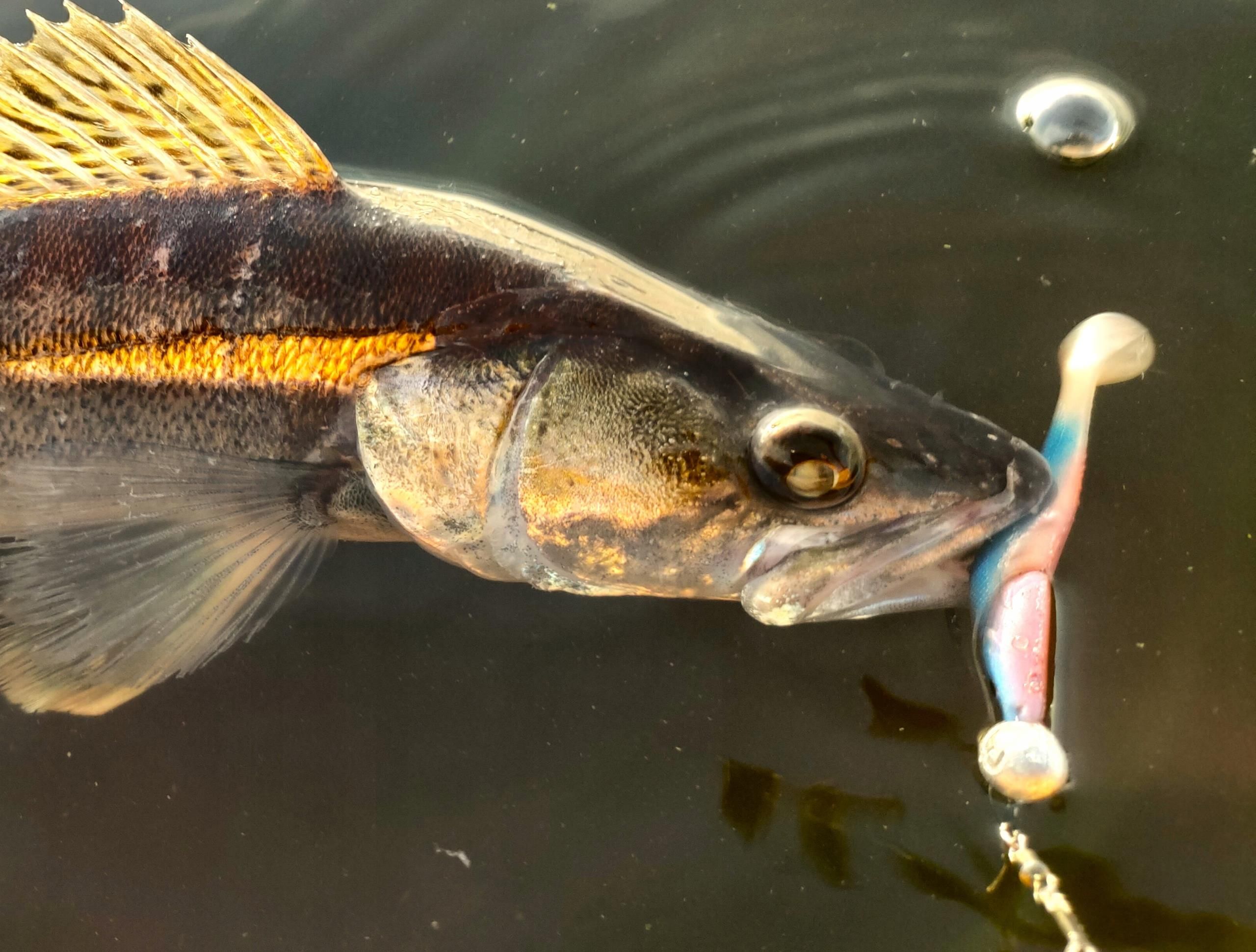 Dragon Ripper Lunatic Yellow Black Red 12,5Cm Na Szczupaki Okonie ...