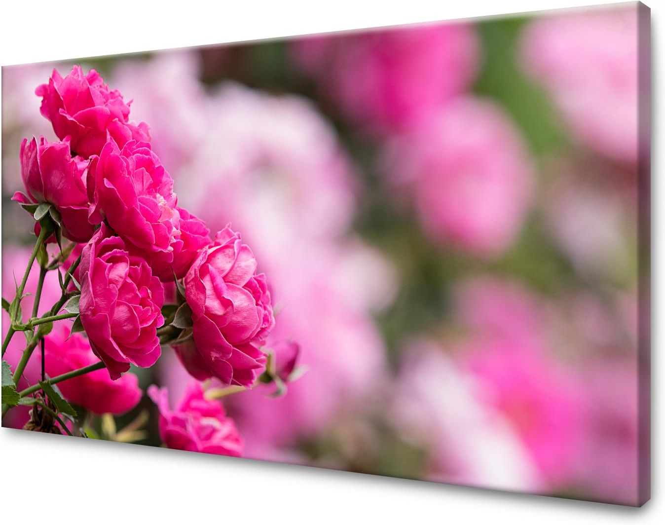 Mpink Obraz Na Płótnie Botanika Różowe Róże 100X80 Cm 2947 - Opinie i ...