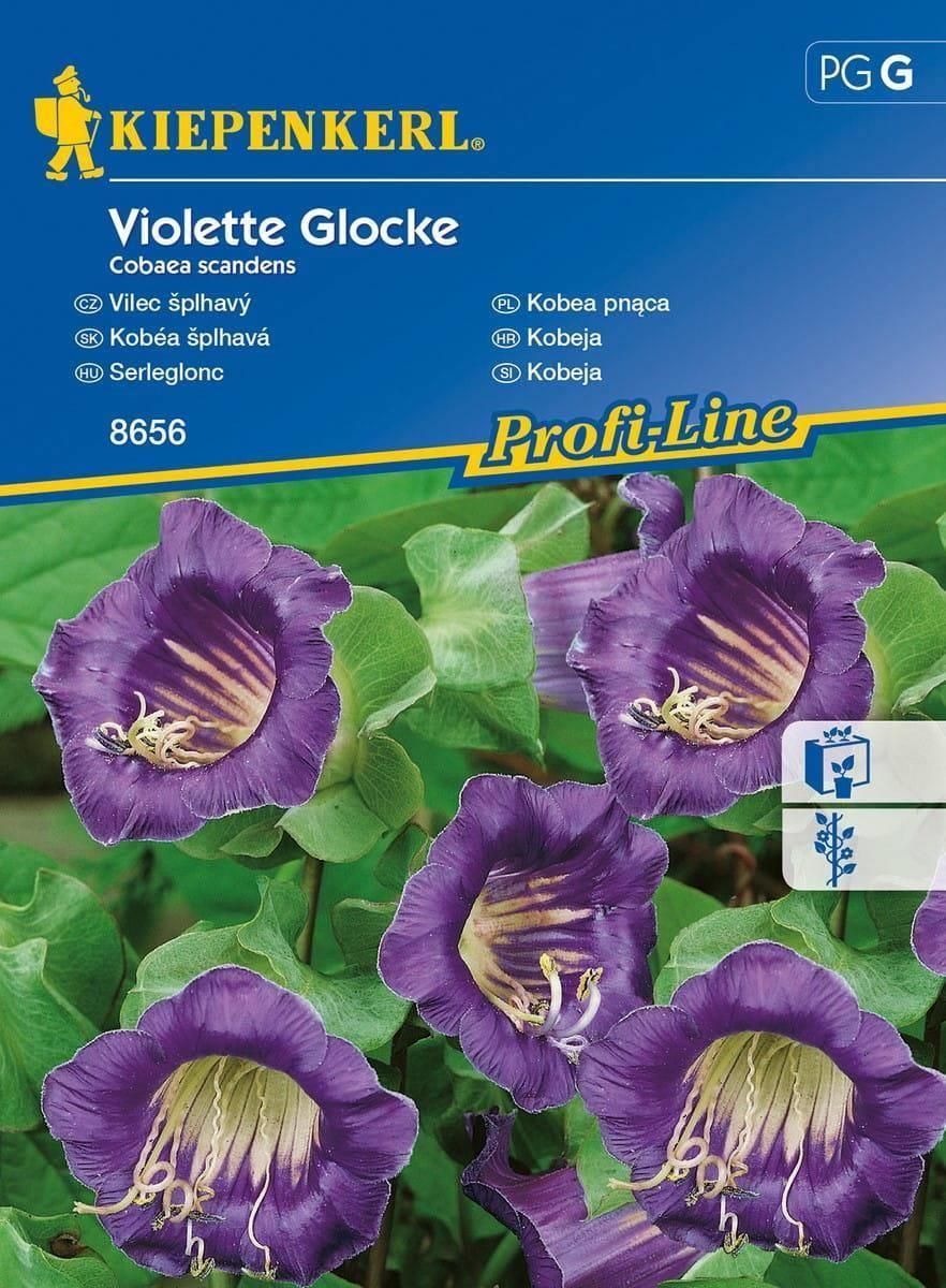 Kiepenkerl Kobea Pnąca Violette Glocke Nasiona - Ceny i opinie - Ceneo.pl