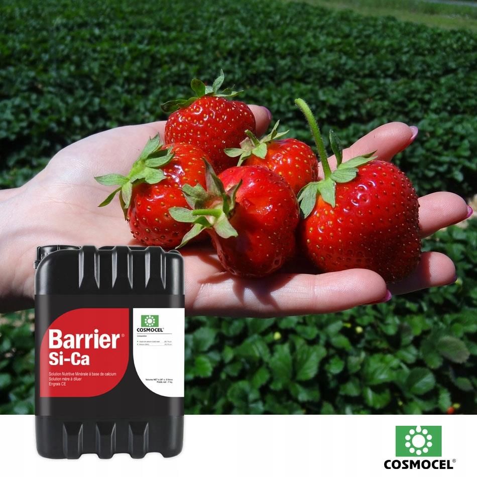 Nawóz Cosmocel Nawóz Dolistny Do Owoców Trwałość Barrier Si-Ca 5L ...