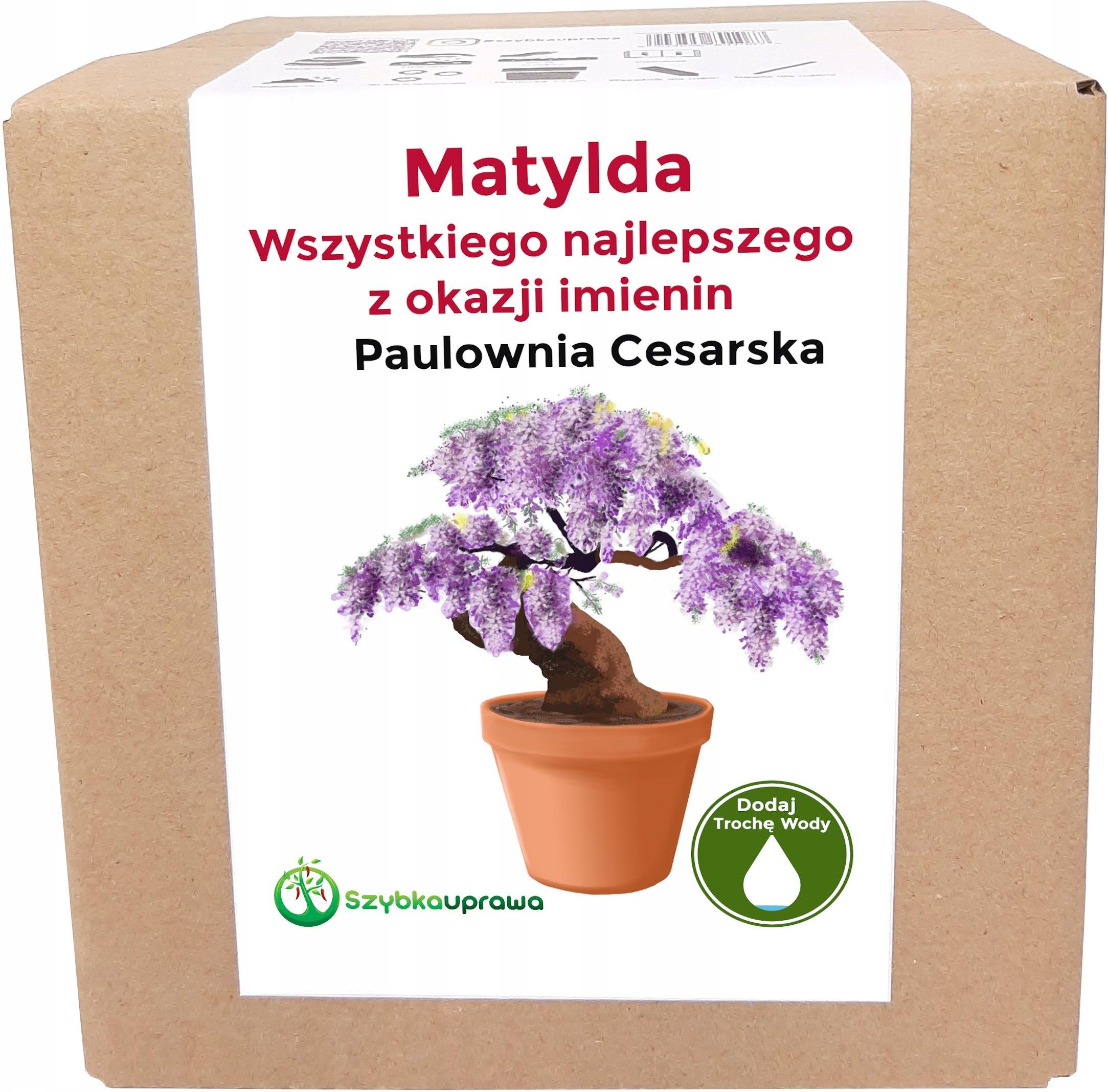 Zestaw Uprawy Paulownia Cesarska Imieniny Matyldy Matylda - Ceny i ...