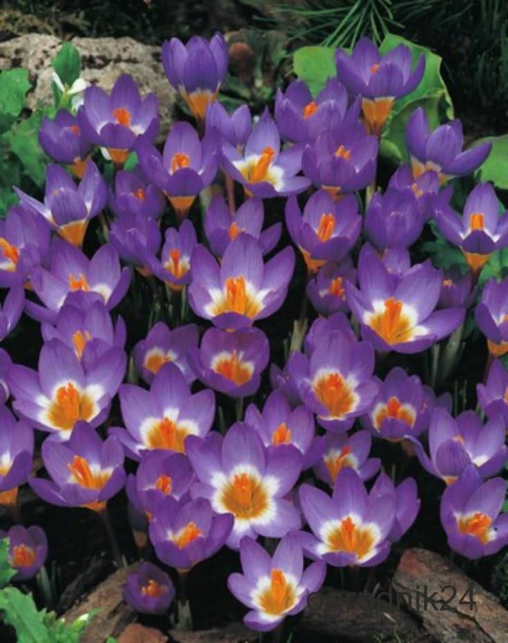 Krokus Wczesny Tricolor Trzy 50szt. - Ceny i opinie - Ceneo.pl