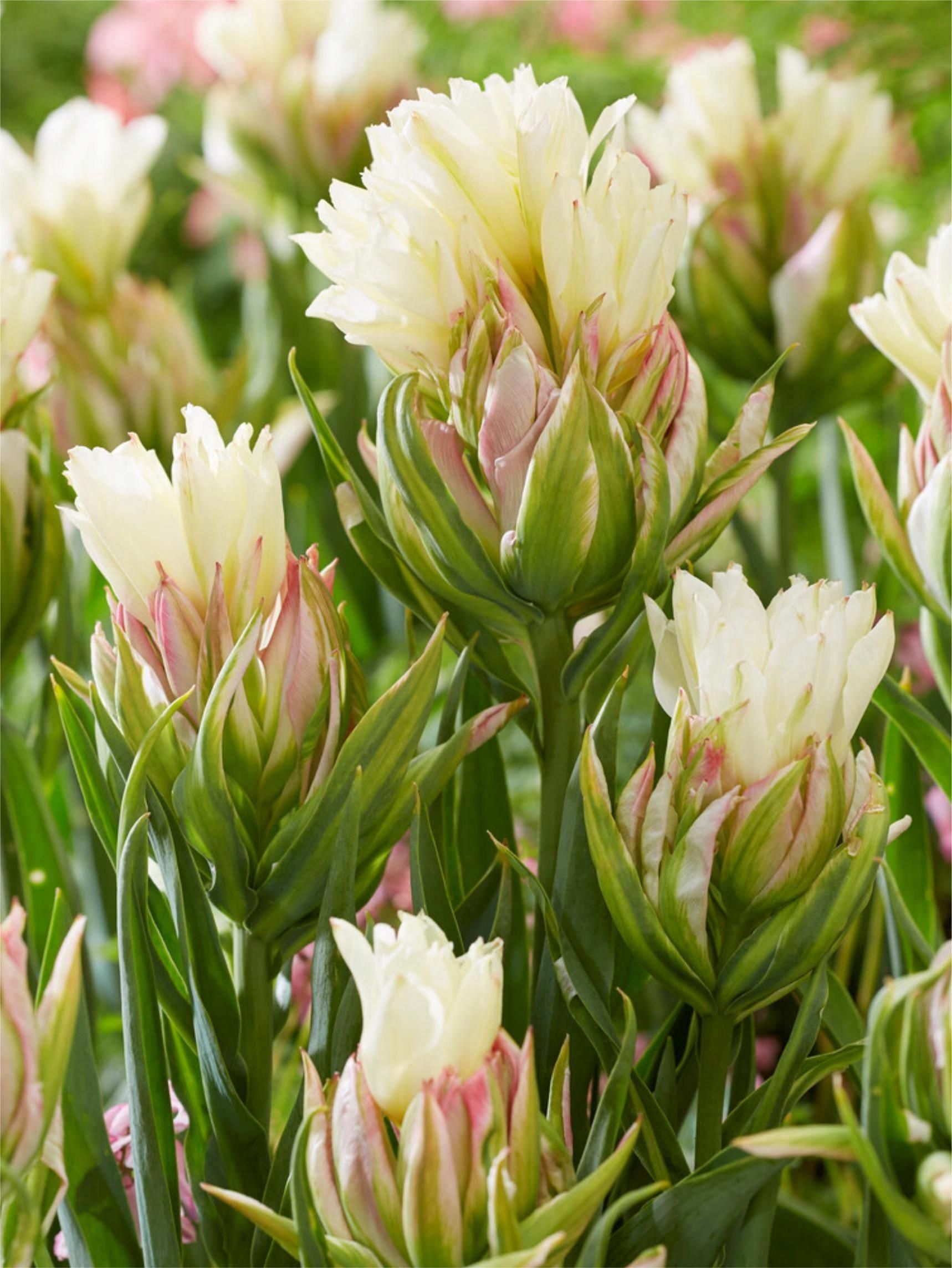 Tulipany Cebulki Fostera Mystery Valley 5 Szt+ - Ceny i opinie - Ceneo.pl