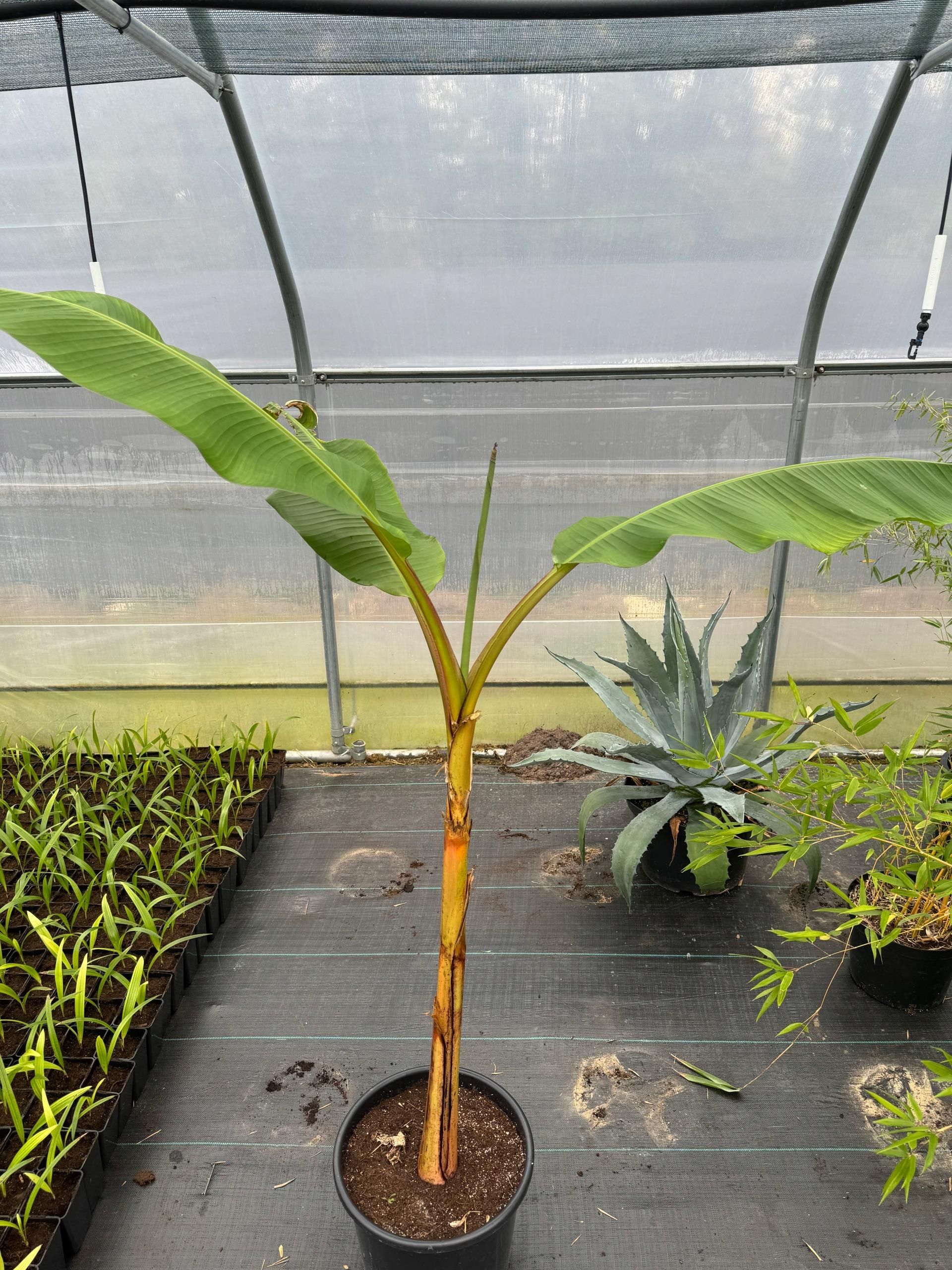 Bananowiec Musa Itinerans Burmese Blue Banan 120-150cm - Ceny i opinie ...
