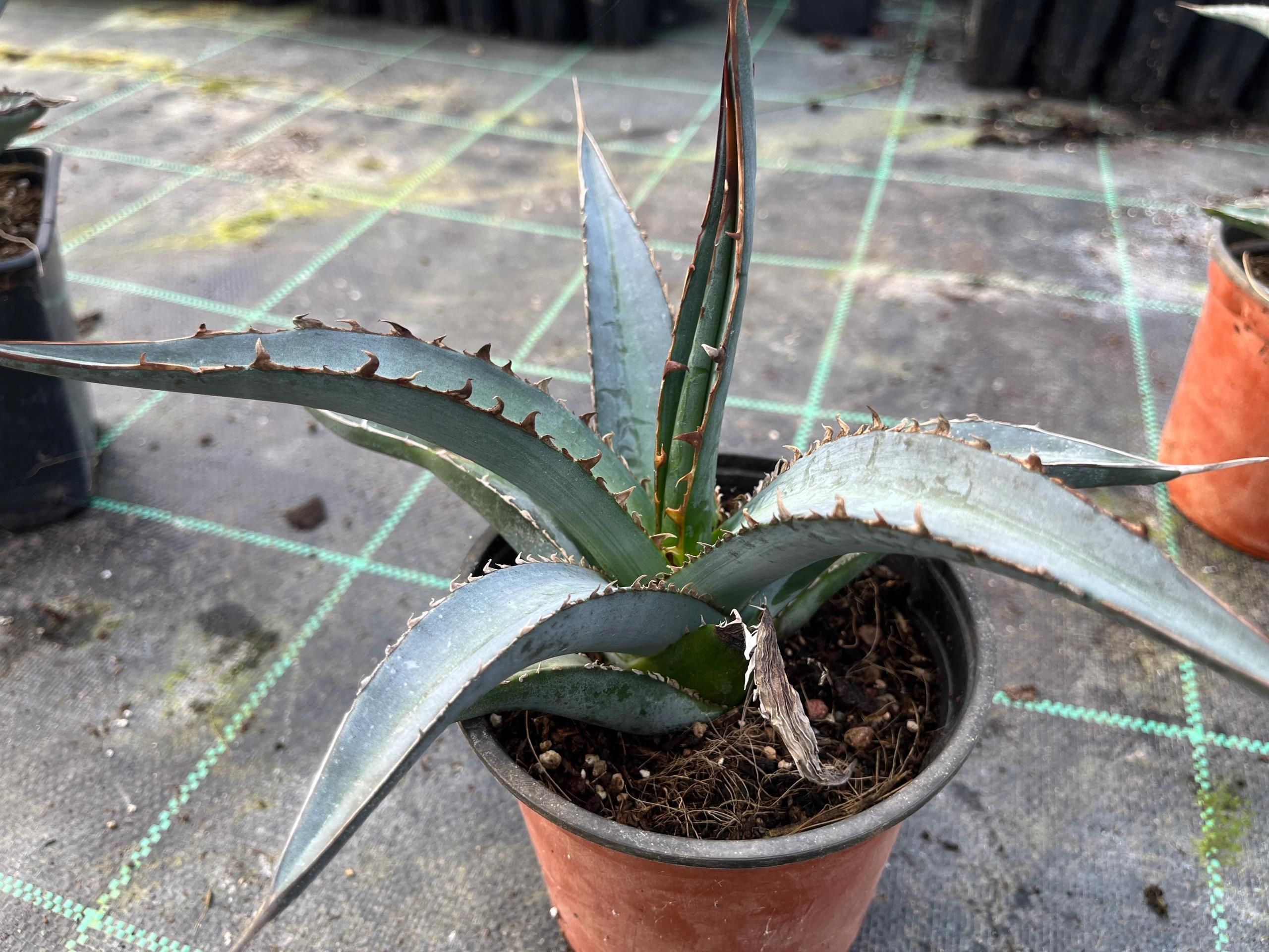 Agave Kerchovei Agawa Czerwona Huajuapan Red Sadzonka P9 10-20cm - Ceny ...
