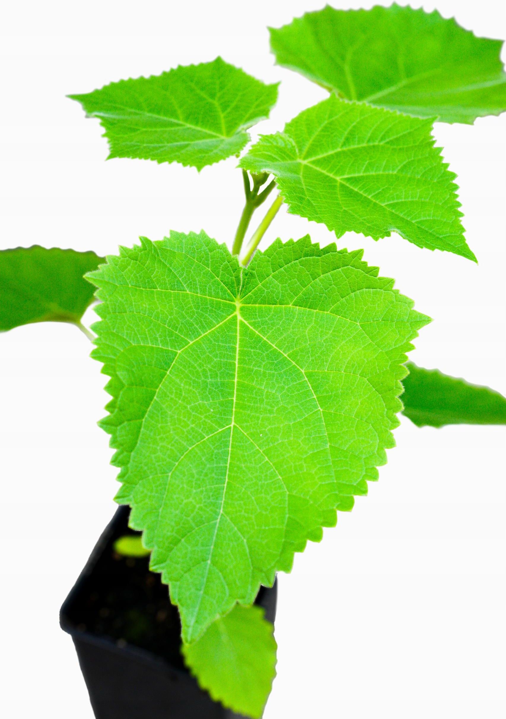 Paulownia Tomentosa Drzewo Tlenowe Sadzonka 50-70cm - Ceny i opinie ...