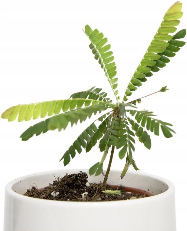 Biophytum Sensitivum Mini Palma Las W Słoiku - Ceny i opinie - Ceneo.pl