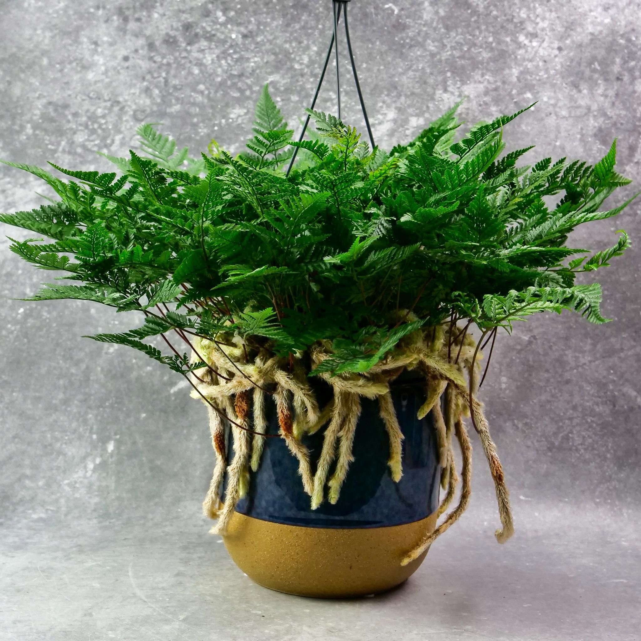 Davallia Humata Nogi Tarantuli Paproć Rozmiar Xxl Z Hakiem Mikroklimat ...