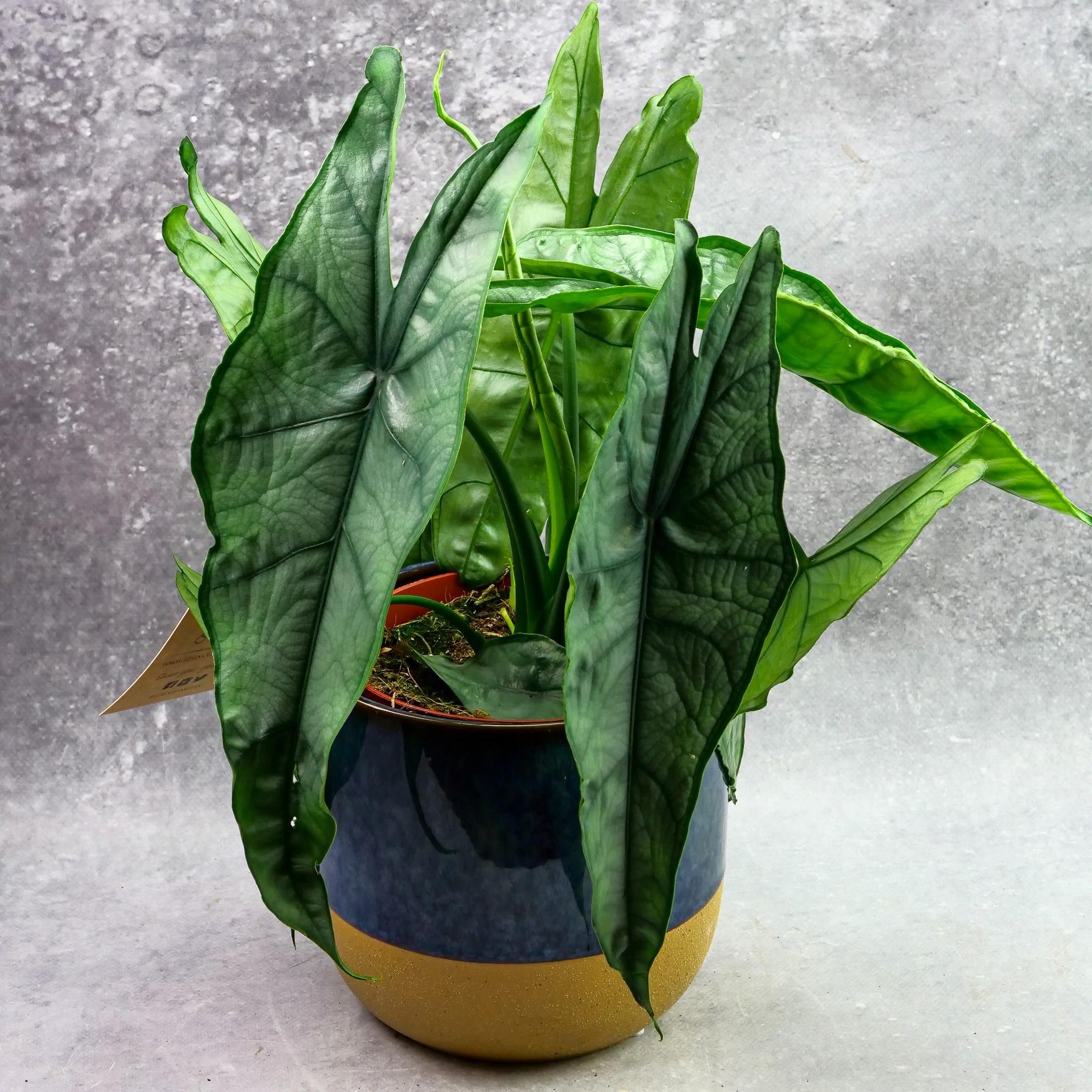 Alocasia Alokazja Heterophylla Unikatowa Filipińska Piękność Ogromny ...