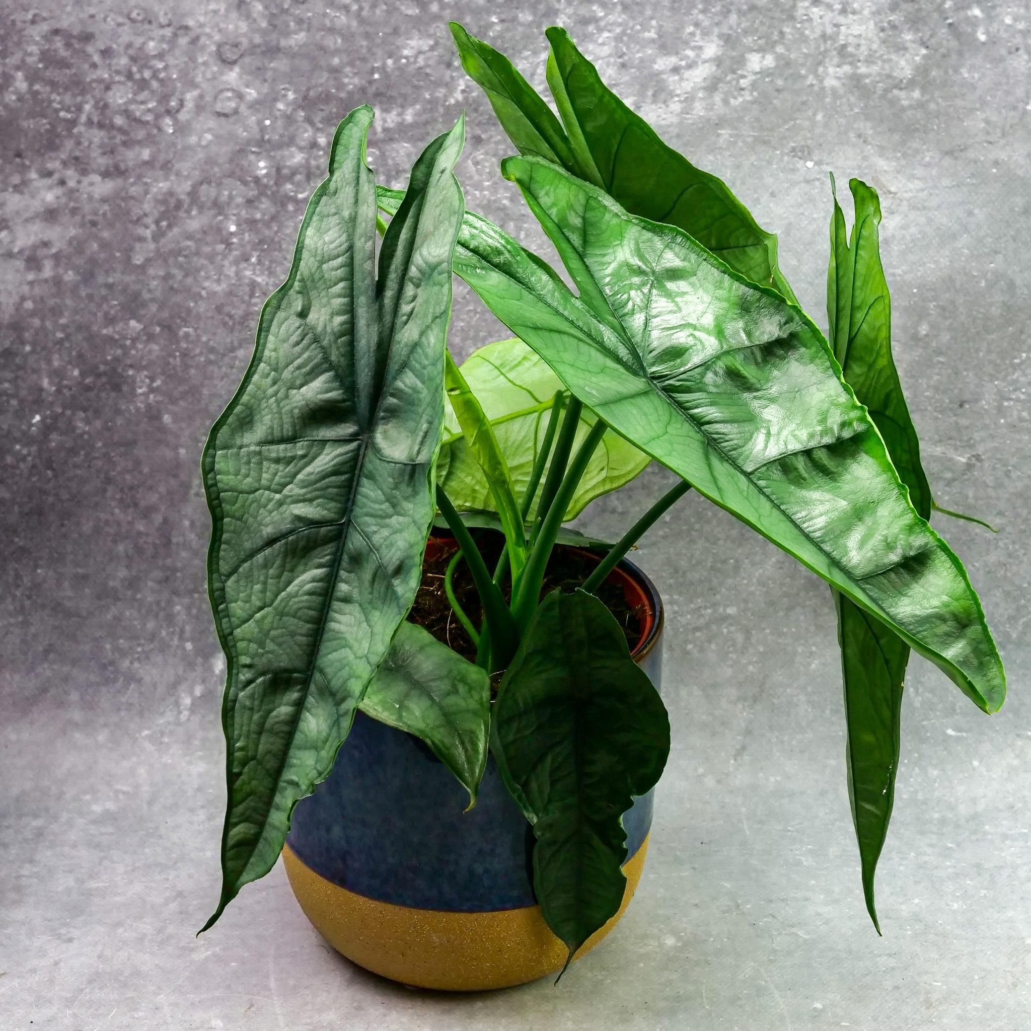 Alocasia Alokazja Heterophylla Unikatowa Filipińska Piękność Ogromny ...