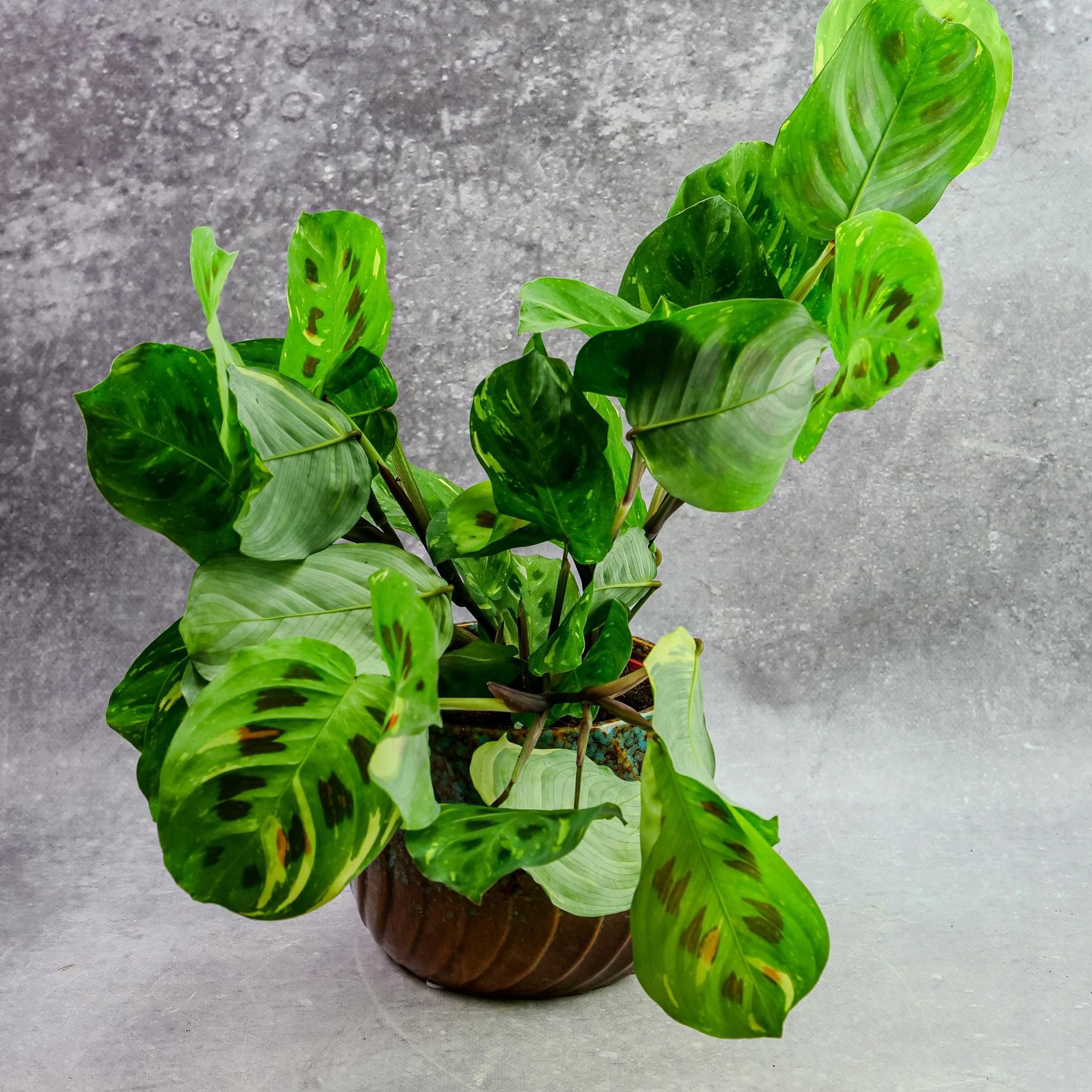 Maranta Leuconeura Kerchoveana Variegata Fiesta Oryginalnie Wybarwiona ...