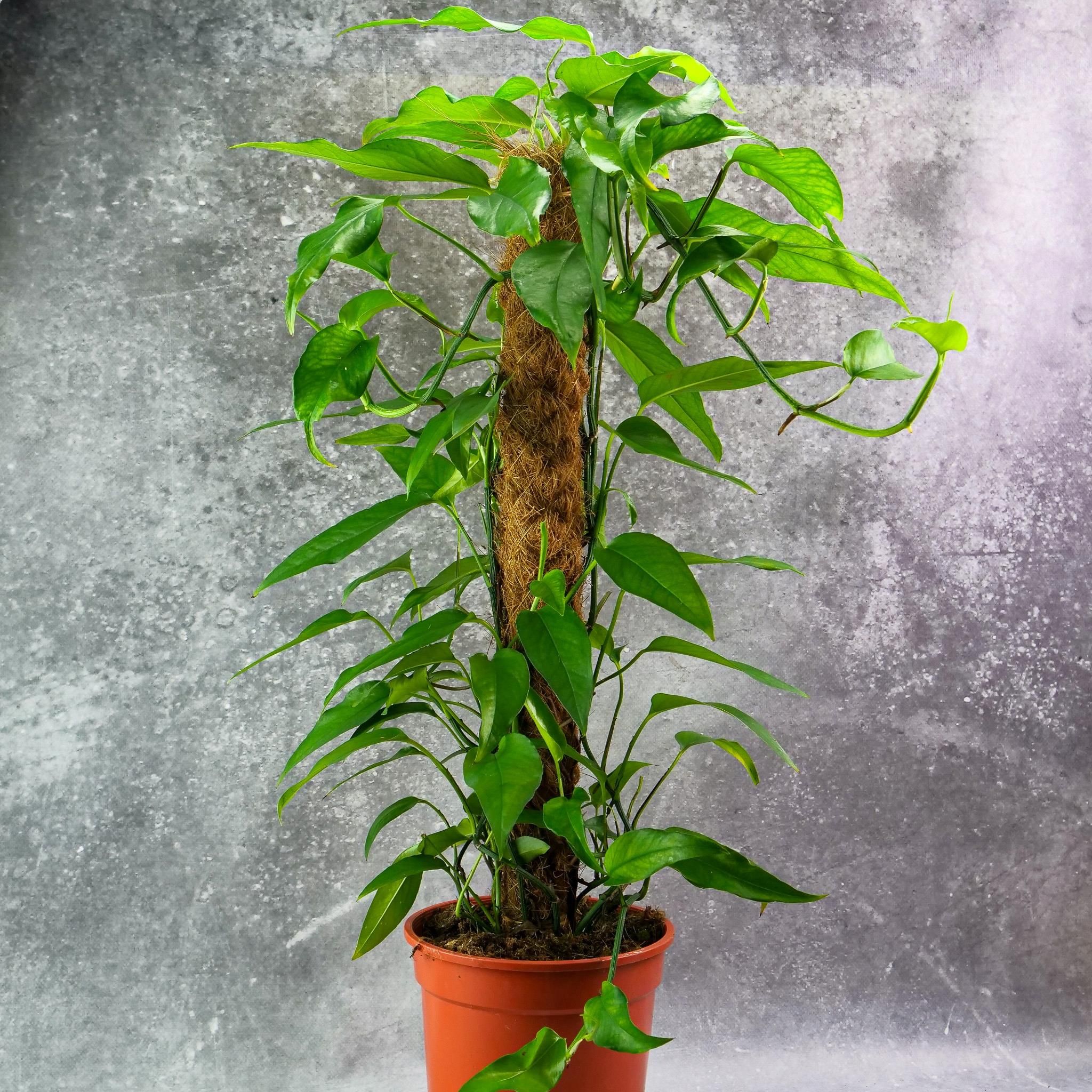 Epipremnum Skeleton Key Na Paliku Kokosowym Rozmiar Xxl Oryginalna ...