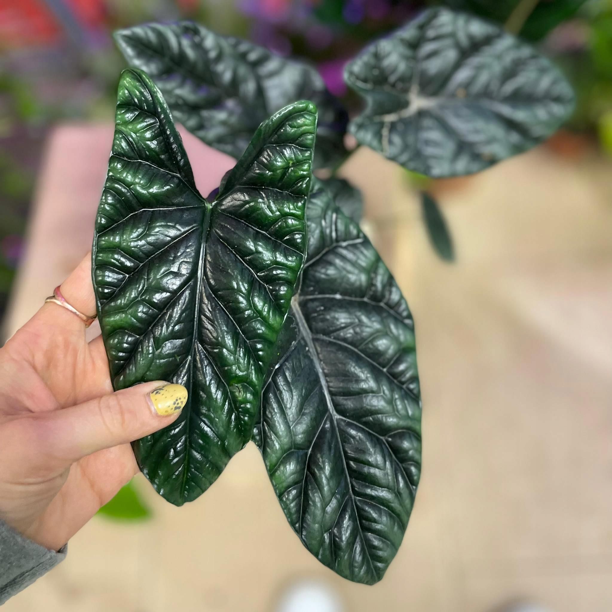 Alocasia Sinuata Alokazja Sinuata Do 11cm Kolekjonerska - Ceny i opinie ...