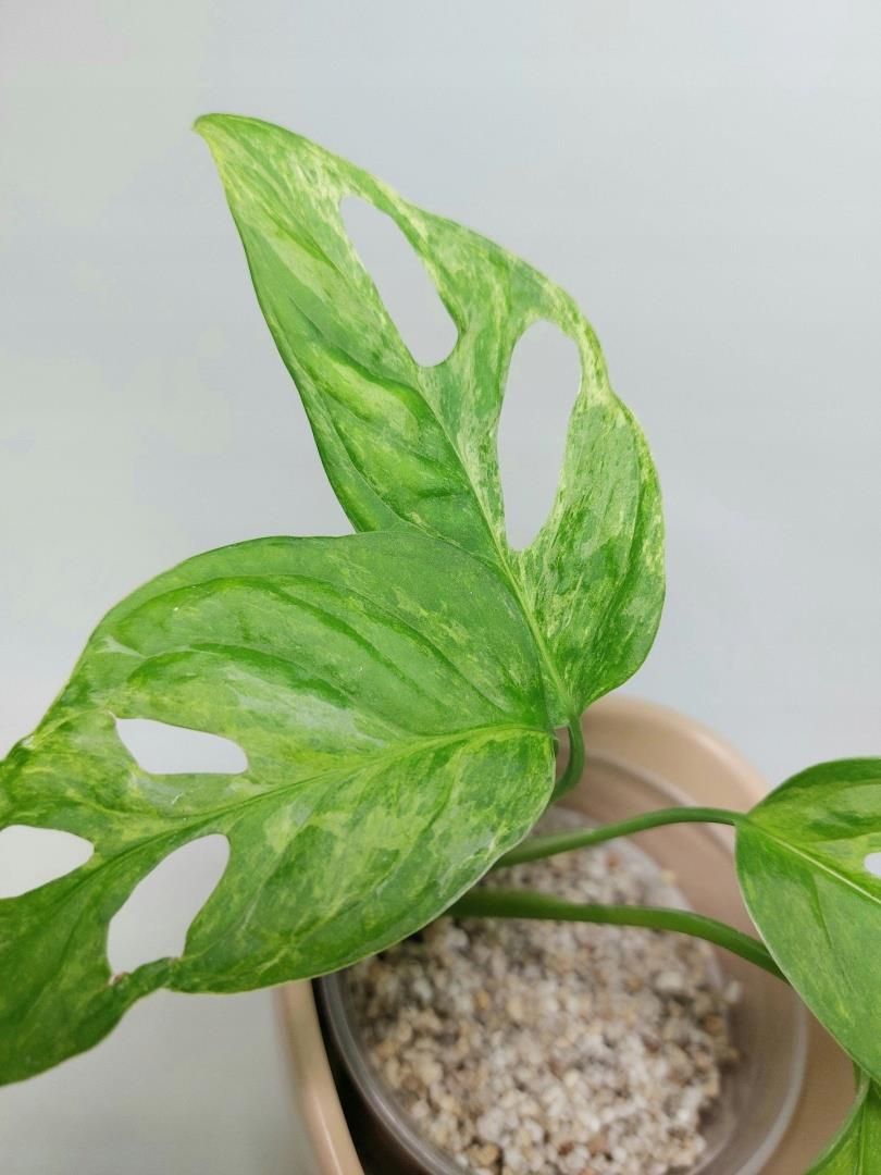 Monstera Adansonii Indonesian Marble 20-25cm - Ceny i opinie - Ceneo.pl