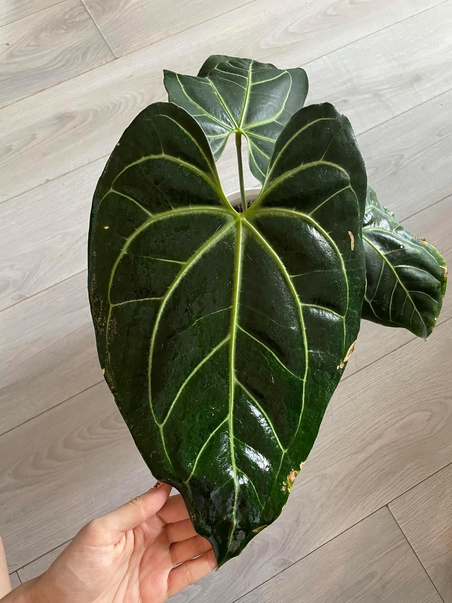 Anthurium Besseae Aff Xl Heatpack - Ceny i opinie - Ceneo.pl