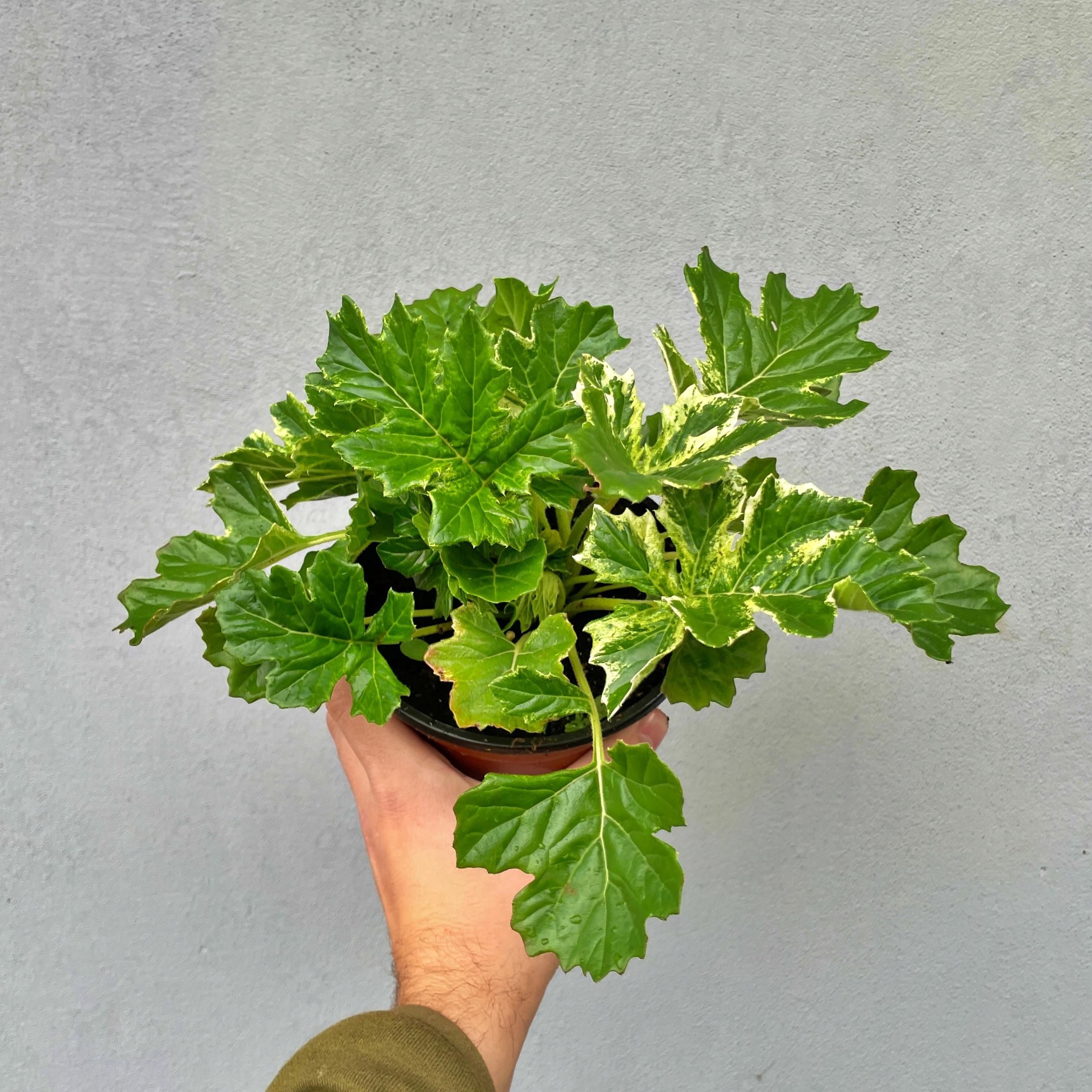 Akant Whitewater Kwitnący Na Różowo Sadzonki P14 - Ceny i opinie - Ceneo.pl