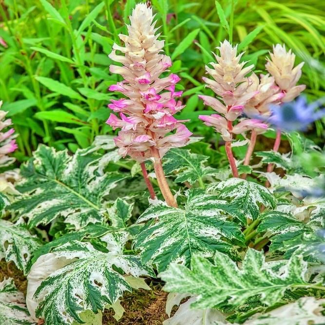 Akant Whitewater Variegata Roślina Kolekcjonerska - Ceny i opinie ...