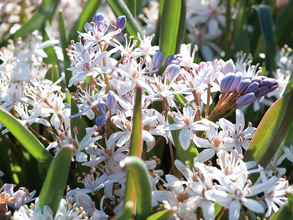 Cebulica Scilla Bifolia Pink 10szt. - Ceny i opinie - Ceneo.pl