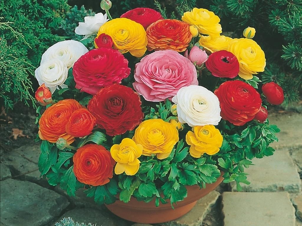 Jaskier Azjatycki Ranunculus Jaskry Cebulki Kwiatowe Bulwy Mix 20 ...