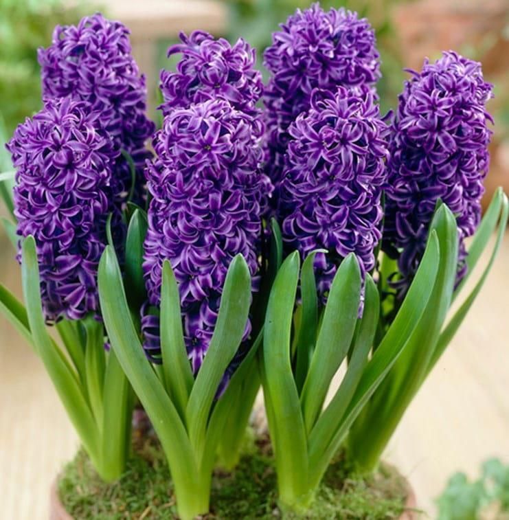 Hiacynt Purple Sensation Fioletowy 10szt. Cebul - Ceny i opinie - Ceneo.pl